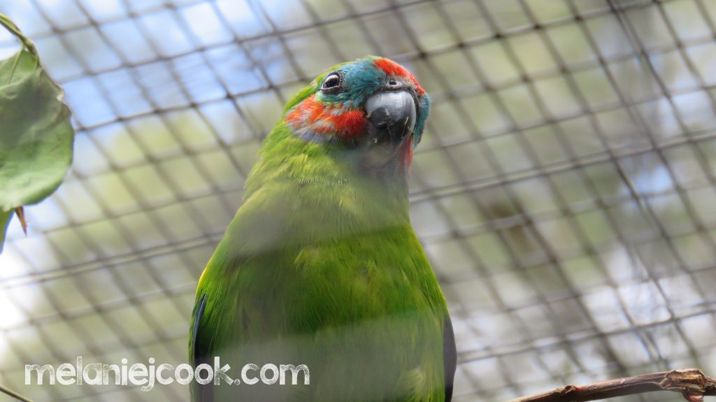 Red-cheeked Parrot – melaniejcook.com